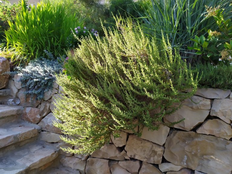 Origanum dayi- כתבה - שתילי הר